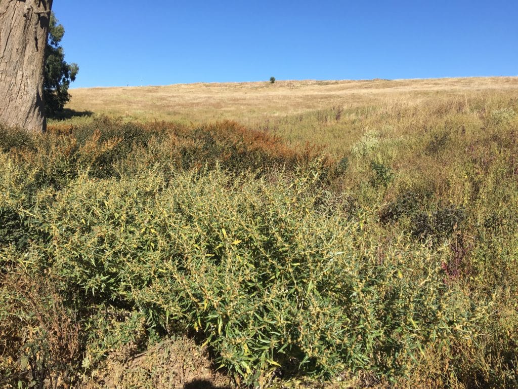 Forestry Services – Envirogroup Pty Ltd