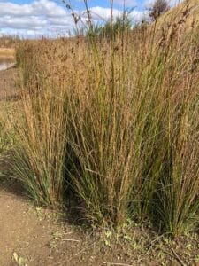 Weed Control – Envirogroup Pty Ltd